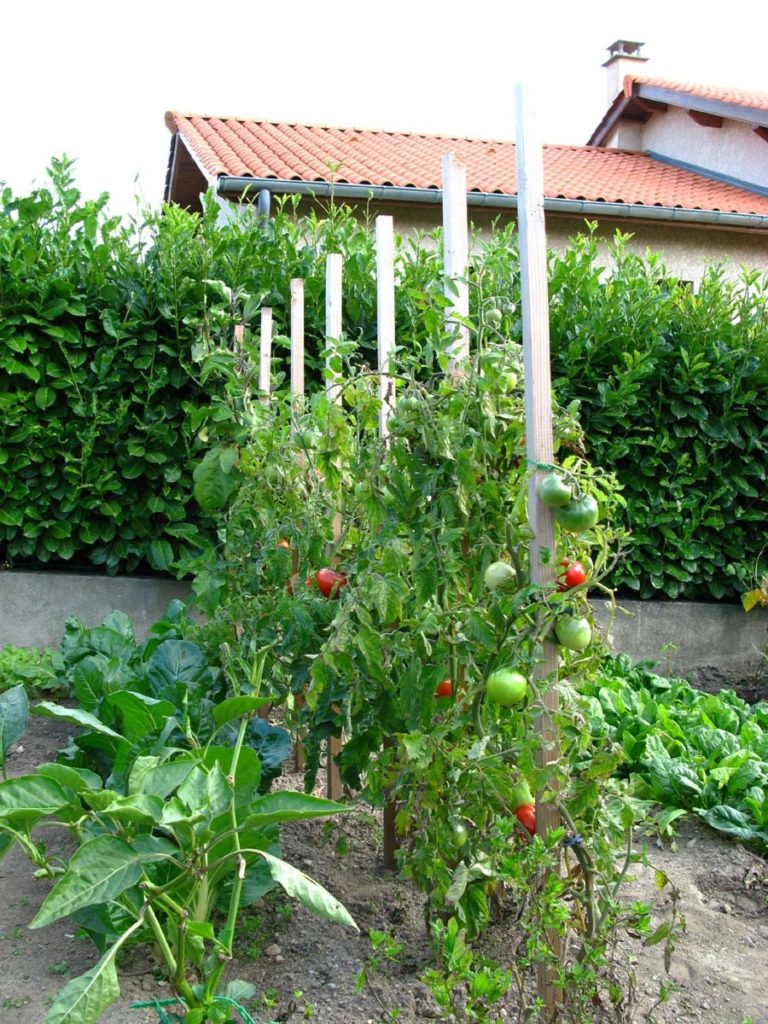 Tuteurs tomate en bois + cônes – La boutique du jardinage
